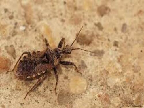 Insectos y arácnidos | Refugio de Insectos de Minglanilla